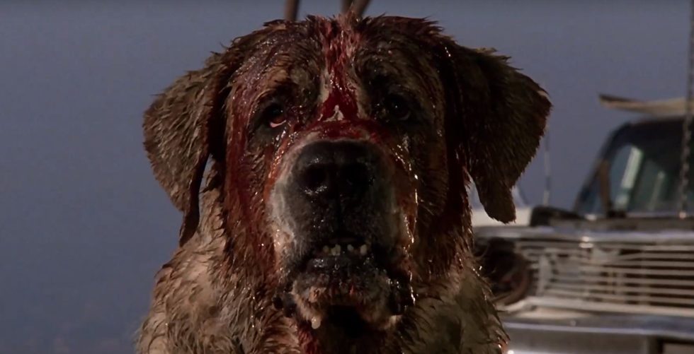 Stephen King Has Written A Sequel To His Rabid Dog Classic 'Cujo ...