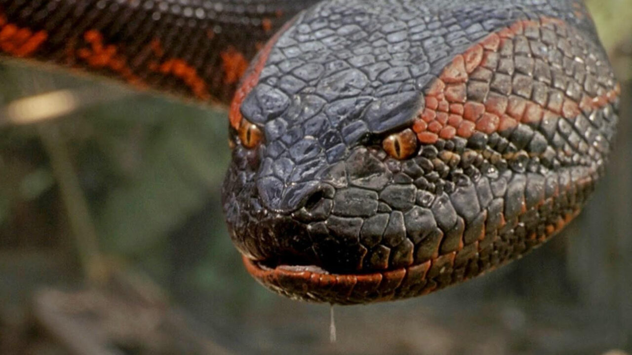 Lionsgate to Unleash the Giant Snake Movie 'Titan' - HorrorFuel.com ...